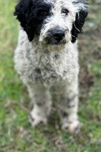 Meko handsome friendly mini poodle male(entire) | Dogs & Puppies ...