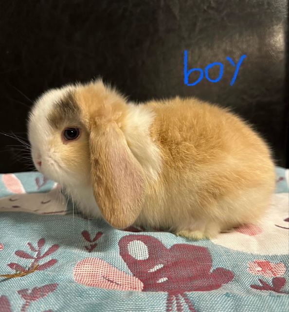 Purebred mini lop rabbits baby bunnies 7 weeks old | Rabbits | Gumtree ...