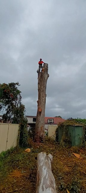 Cedar Tree Lopping Services | Landscaping & Gardening | Gumtree ...