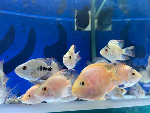 King Kong parrots fish for sale | Fish | Gumtree Australia Brisbane ...