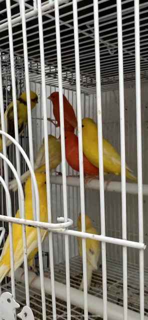 Canary red factor, mosaic, aget, opal, border, bronze | Birds | Gumtree ...