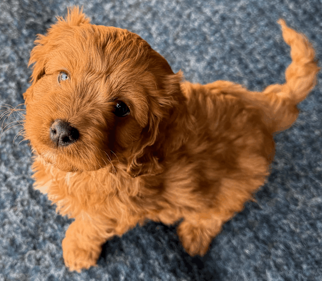 Toy Red Cavoodle Puppy 1 Girl Left | Dogs & Puppies | Gumtree Australia ...