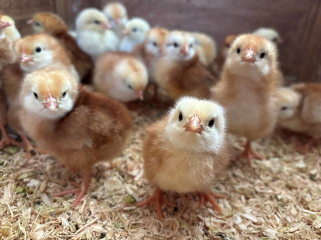 Day old chicks pure Rhode Island reds and pure white leghorns | Pet ...