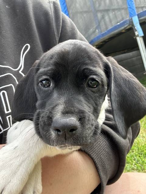 6 x English pointer puppies ready to go home | Dogs & Puppies | Gumtree ...