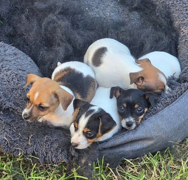 pure-bred mini Foxy puppies | Dogs & Puppies | Gumtree Australia Wyong ...