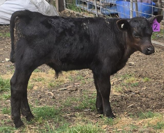 LOWLINE CALVES X 10 | Livestock | Gumtree Australia Cardinia Area - Koo ...