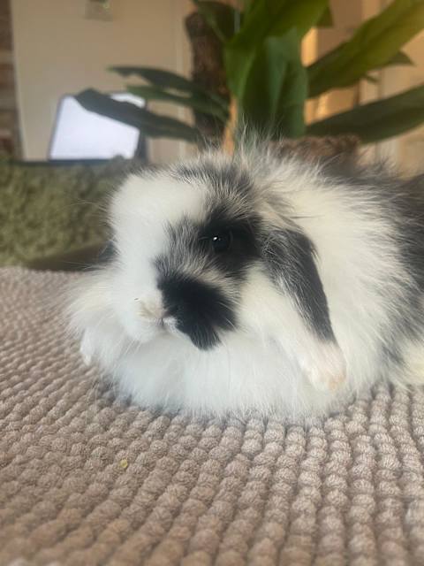 Purebred Mini Cashmere Lops looking for their furever home 💙 | Rabbits ...