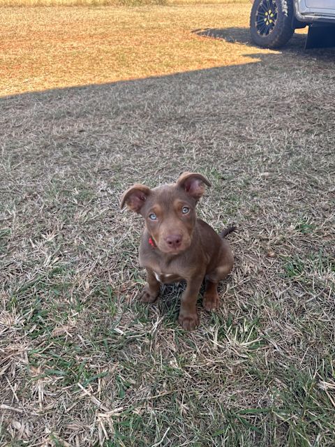 Purebred Kelpie Puppy | Dogs & Puppies | Gumtree Australia Rockhampton ...