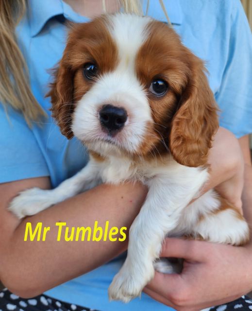 Purebred Blenheim Cavaliers - ready Saturday 8th Feb | Dogs & Puppies ...