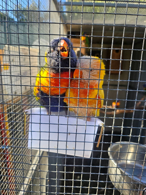 wanted: rainbow lorikeet hen + other birds | Birds | Gumtree Australia ...