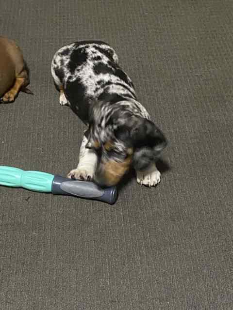 Purebred dachshund prices dropped | Dogs & Puppies | Gumtree Australia ...