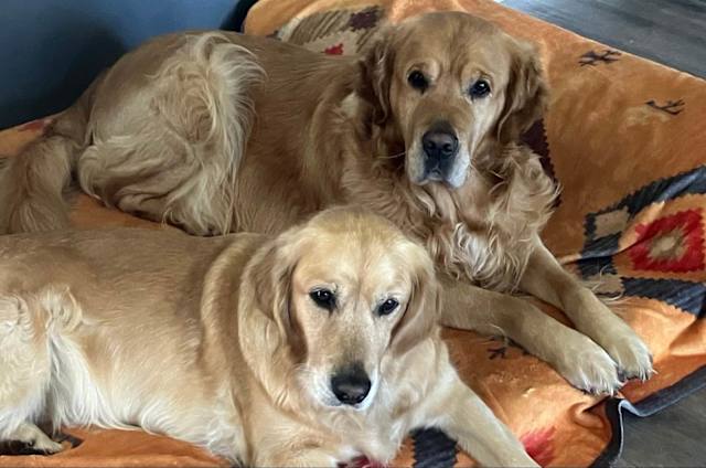 Golden retriever puppies | Dogs & Puppies | Gumtree Australia Moyne ...