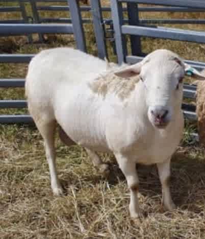 Aussie White Ram | Livestock | Gumtree Australia Barossa Area ...