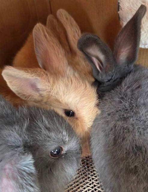 new babies! (just 1 left!) Netherland dwarf & Mini Lop rabbits 🐇 ...