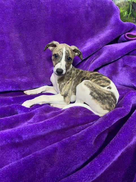 MUST GO URGENTLY! gorgeous purebred Whippet puppies | Dogs & Puppies ...