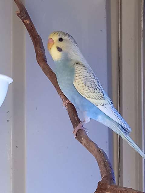 Baby Budgies ,location-BERTRAM, 6167 | Birds | Gumtree Australia ...