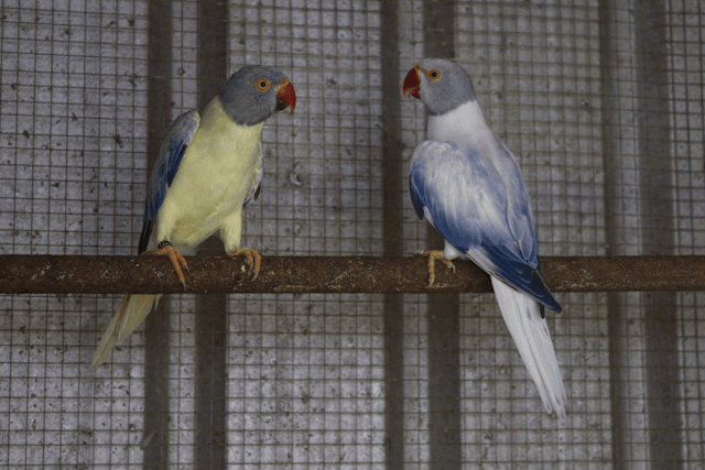 Ringneck Mutation in opaline cleartail | Birds | Gumtree Australia ...