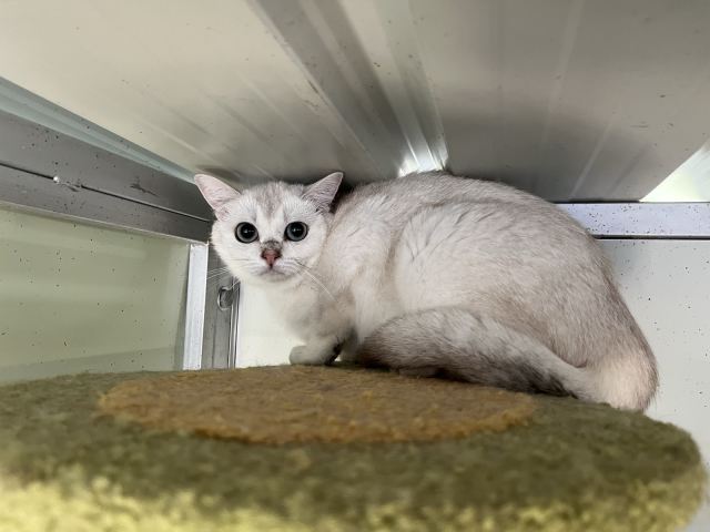 ⚪️ Silver Tipped British Short Hair Female⚪️ | Cats & Kittens | Gumtree ...