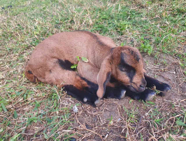 Miniature X pygmy goat kids doe and buckling | Livestock | Gumtree ...
