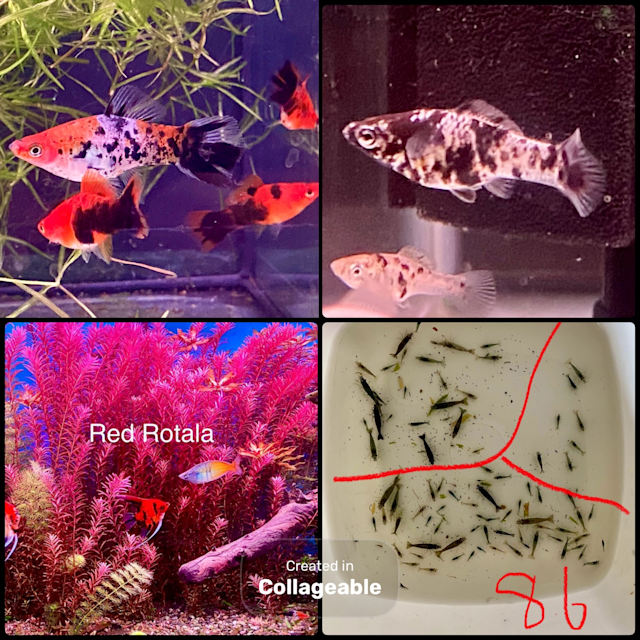 .50c Shrimp, Koi Swordtail, Tri Colour Swordtail, aquarium plants ...