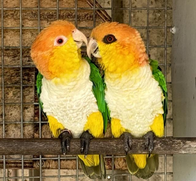 Breeding pair of White belly caiques’s | Birds | Gumtree Australia Caboolture Area - Caboolture ...