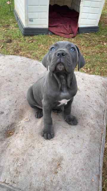 Pure Breed Cane Corso | Dogs & Puppies | Gumtree Australia Mildura City ...
