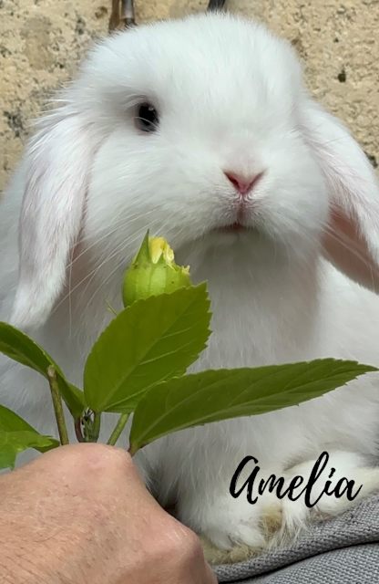 PUREBRED BLUE EYED ADORABLE MINI LOPS GIRLS/BOYS 8 WEEKS OLD READY NOW ...