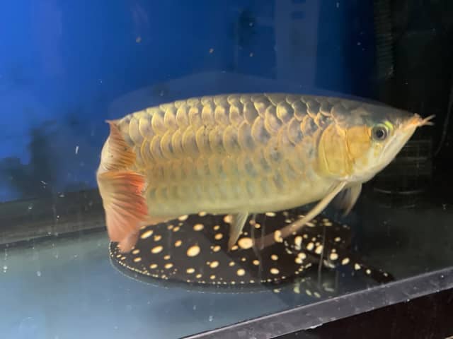 Fish Super Red Arowana 15cm and Indo Tiger Datnoid | Fish | Gumtree ...