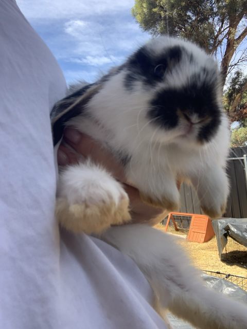 Dwarf rabbits | Rabbits | Gumtree Australia Marion Area - Hallett Cove ...