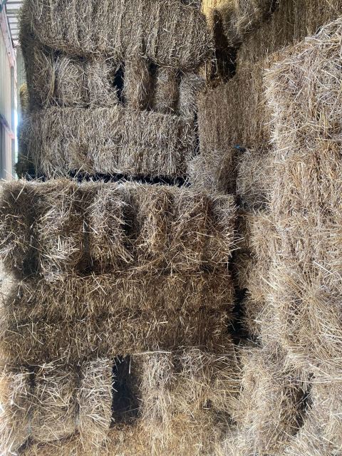 Hay Bales - small square - Italian Ryegrass - Miscellaneous Goods in ...