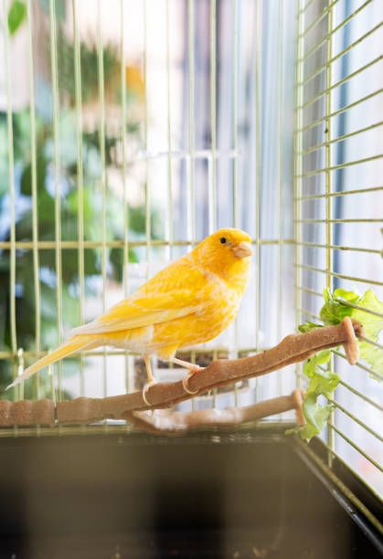 Young pure yellow German roller canary | Birds | Gumtree Australia ...