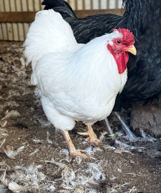 White wyandotte bantams. Chook chicken hens | Birds | Gumtree Australia ...