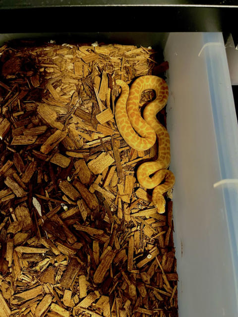 Multigene Stimsons, children’s, spotted and albino carpet python ...