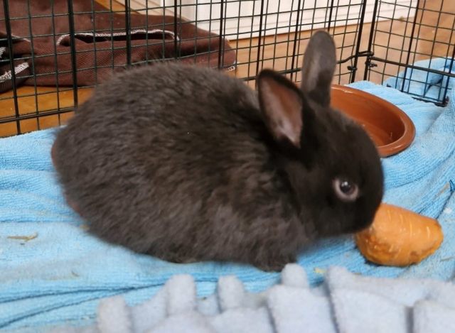 Netherland Cross Rabbits | Rabbits | Gumtree Australia Shoalhaven Area ...