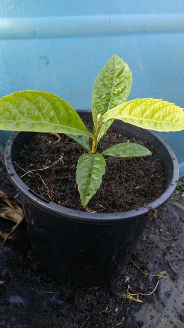Loquat Tree 🍑🌱 , fruit tree Seedlings plants | Plants | Gumtree ...