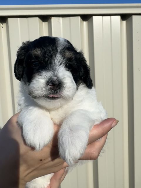 Shmoodle Puppies for Sale! | Dogs & Puppies | Gumtree Australia ...