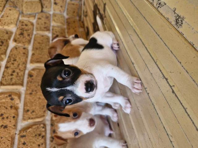 mini foxie | Dogs & Puppies | Gumtree Australia Port Stephens Area ...
