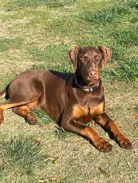 Pure Bred Doberman Pups | Dogs & Puppies | Gumtree Australia Toowoomba ...