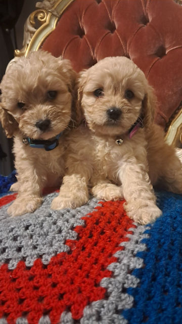 Cavoodles,male and female first generation | Dogs & Puppies | Gumtree ...