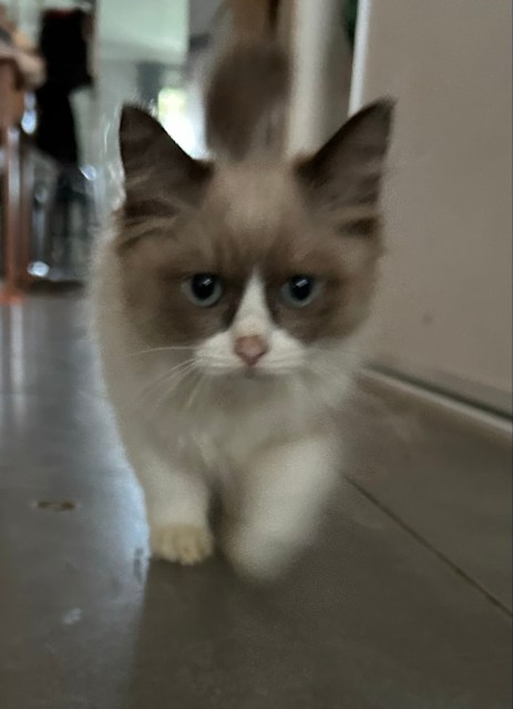 Purebred Mink and Traditional Ragdoll Kittens | Cats & Kittens ...