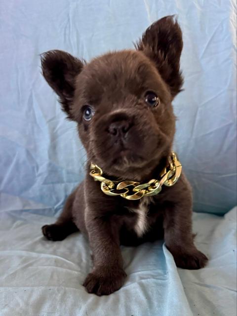 French Bulldogs Fluffy | Dogs & Puppies | Gumtree Australia Wattle ...