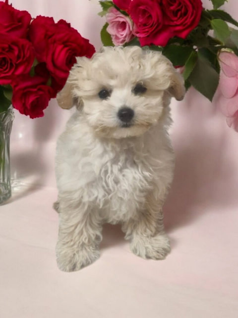 Toy Moodle puppies | Dogs & Puppies | Gumtree Australia Gold Coast City ...