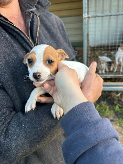 Mini Foxy Pups For Sale | Dogs & Puppies | Gumtree Australia Northern ...