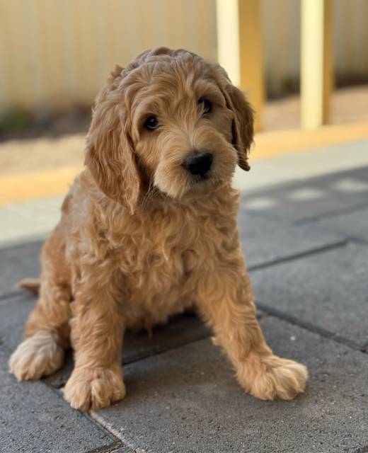 F1 STANDARD GROODLE PUPPIES - READY 2 GO! | Dogs & Puppies | Gumtree ...