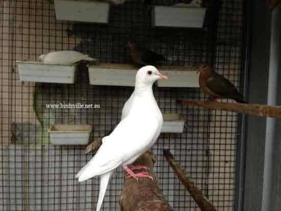 WHITE DOVES - VERY DOCILE - TOP QUALITY BIRDS | Birds | Gumtree ...