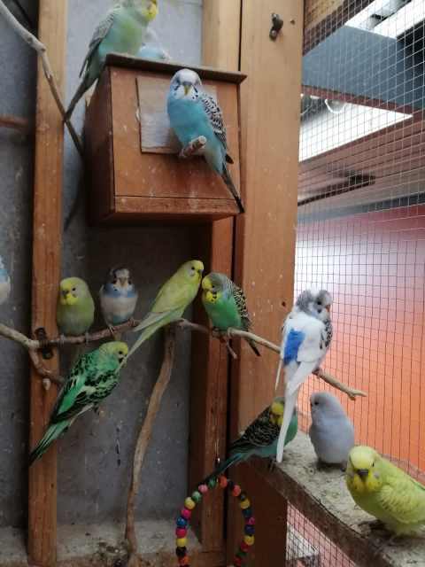 Healthy Colourful Budgies | Birds | Gumtree Australia Tea Tree Gully ...