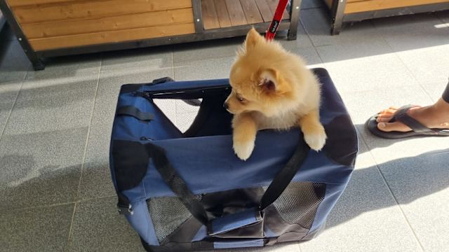 Soft Travel Carrier Foldable Pet Puppy Dog Cat Cage Crate Kennel Pug ...