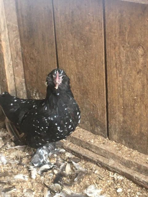 Day old muscovy ducks, young bantam hen, lop eared dwarf rabbit ...