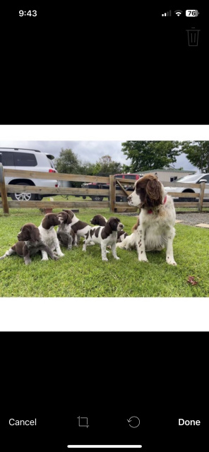 Male GSP X Springer Spaniel Puppy | Dogs & Puppies | Gumtree Australia ...