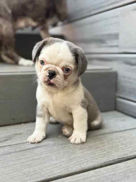 Female pug puppy ready now | Dogs & Puppies | Gumtree Australia ...